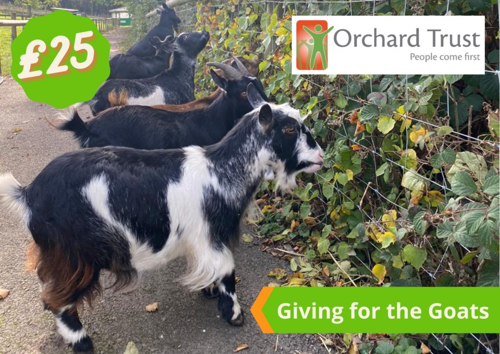 Sponsor a Goat - The Orchard Trust